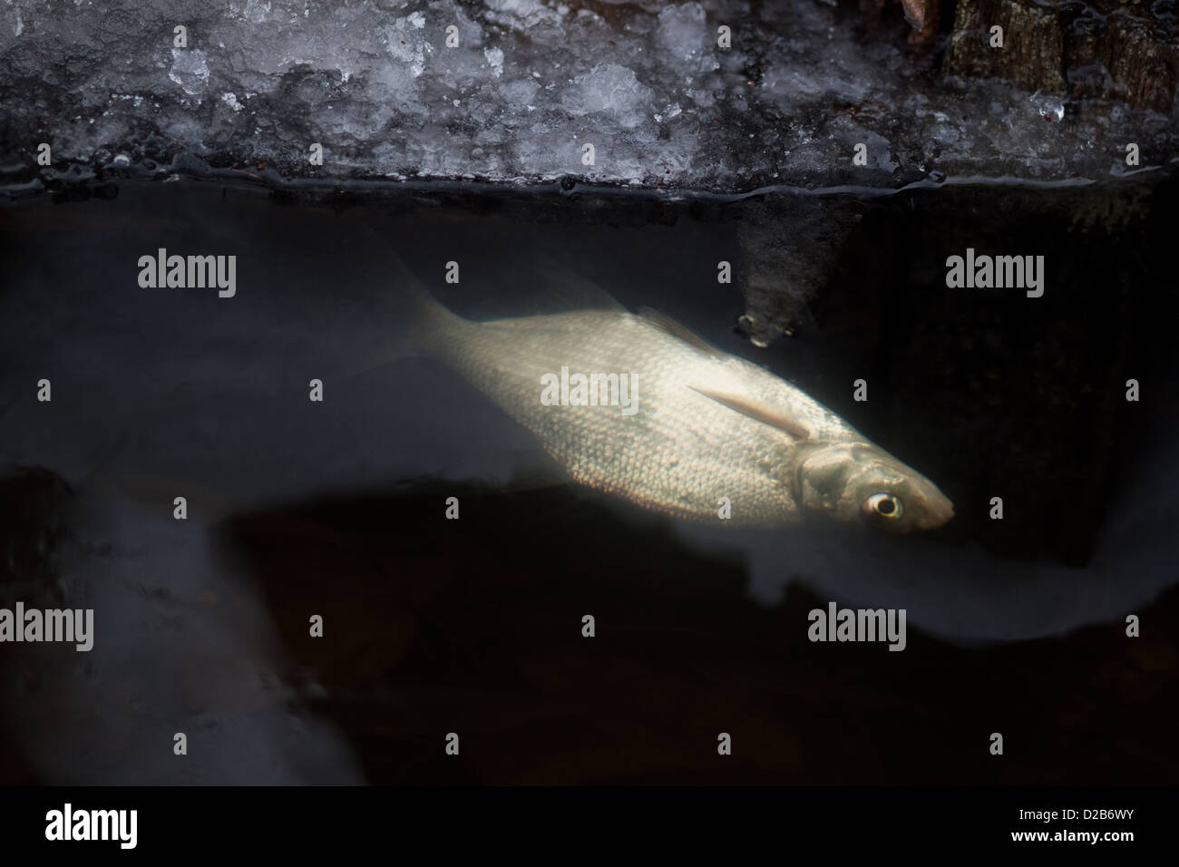 Berlin, Germany, a dead fish below the surface of the previously frozen ...