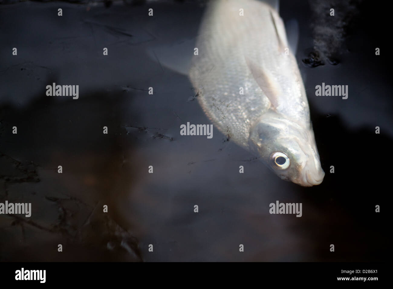 Berlin, Germany, a dead fish below the surface of the previously frozen ...