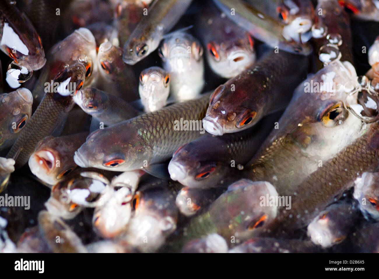 Berlin, Germany, dead and half-dead fish below the surface of the ...