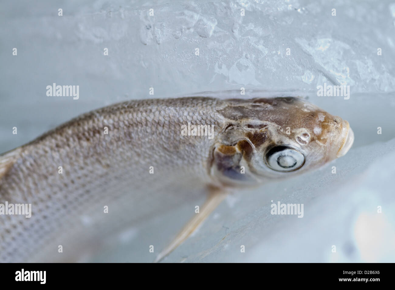 Berlin, Germany, a dead fish under the ice of the frozen Lietzensee ...