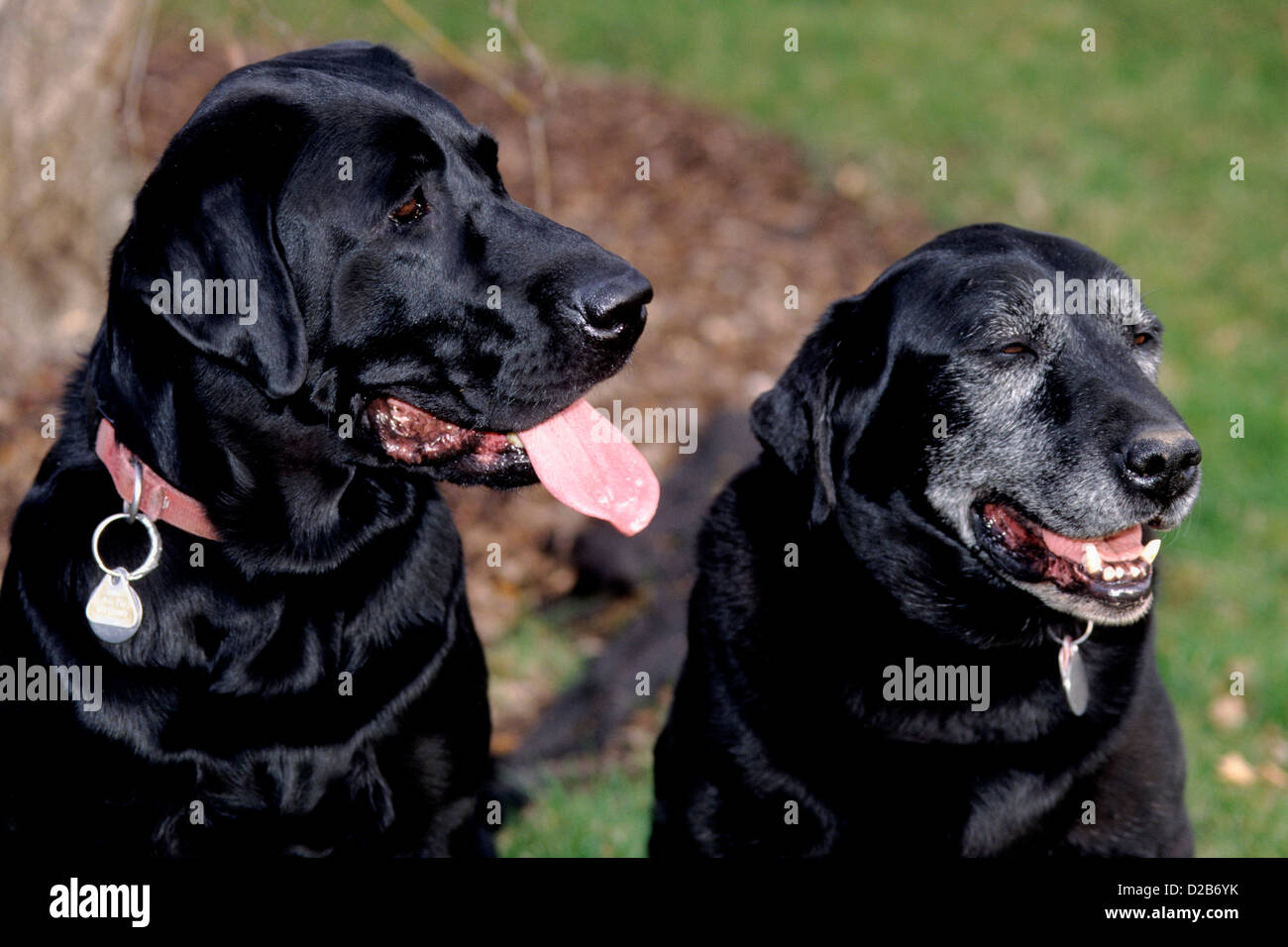 Two generations of black Labrador retrievers Stock Photo - Alamy