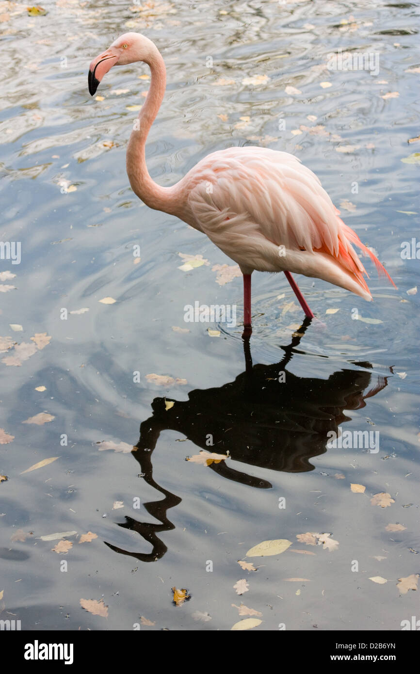 Berlin, Germany, a pink flamingo standing in water at the zoo Stock ...
