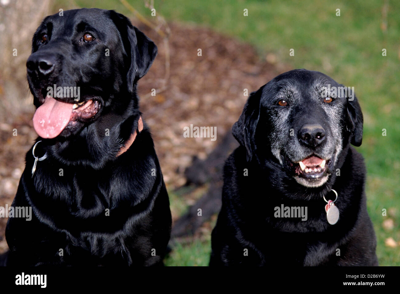 Two generations of black Labrador retrievers Stock Photo - Alamy