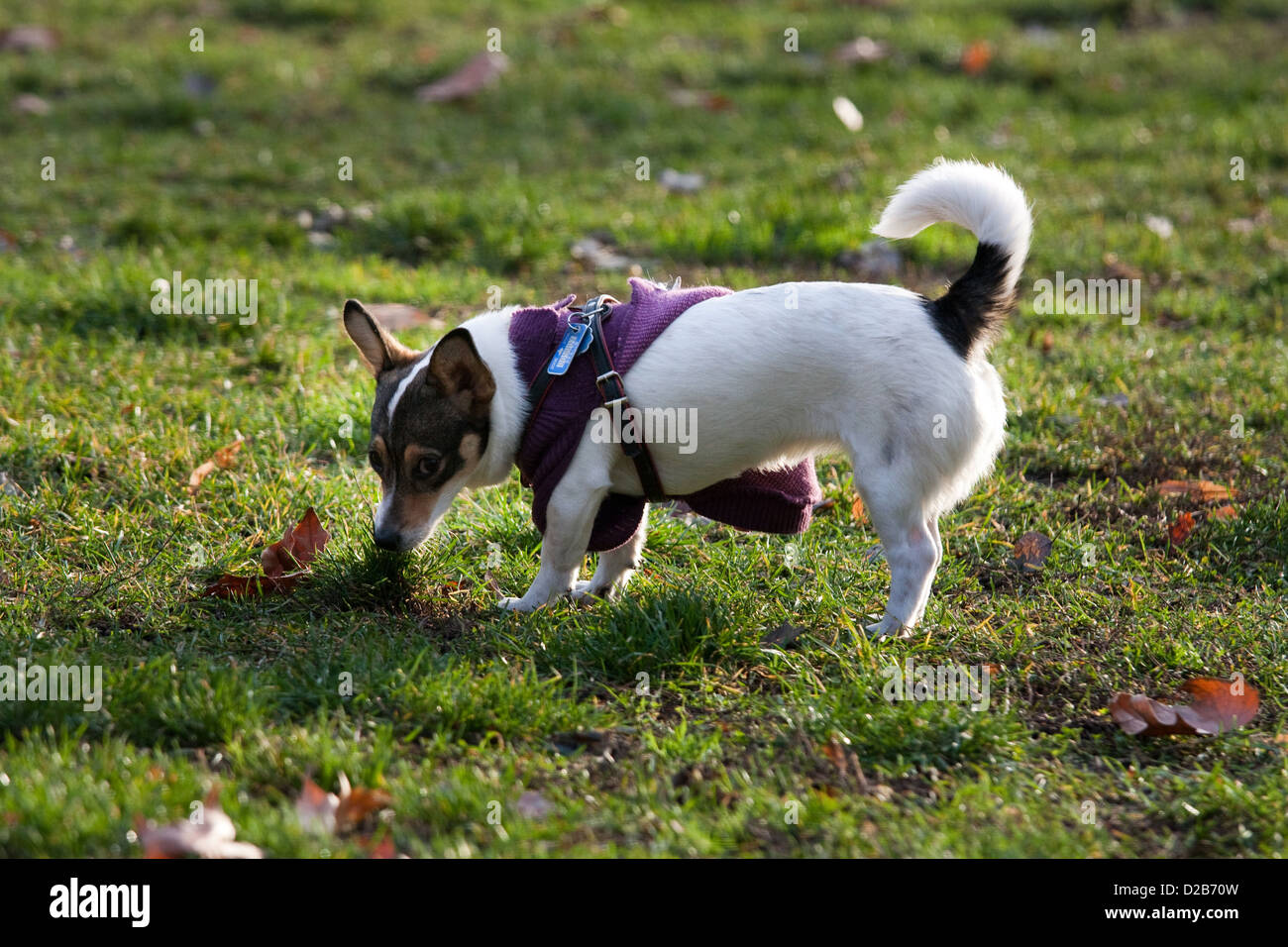 Berlin, Germany, Jack Russell terrier in a field Stock Photo - Alamy