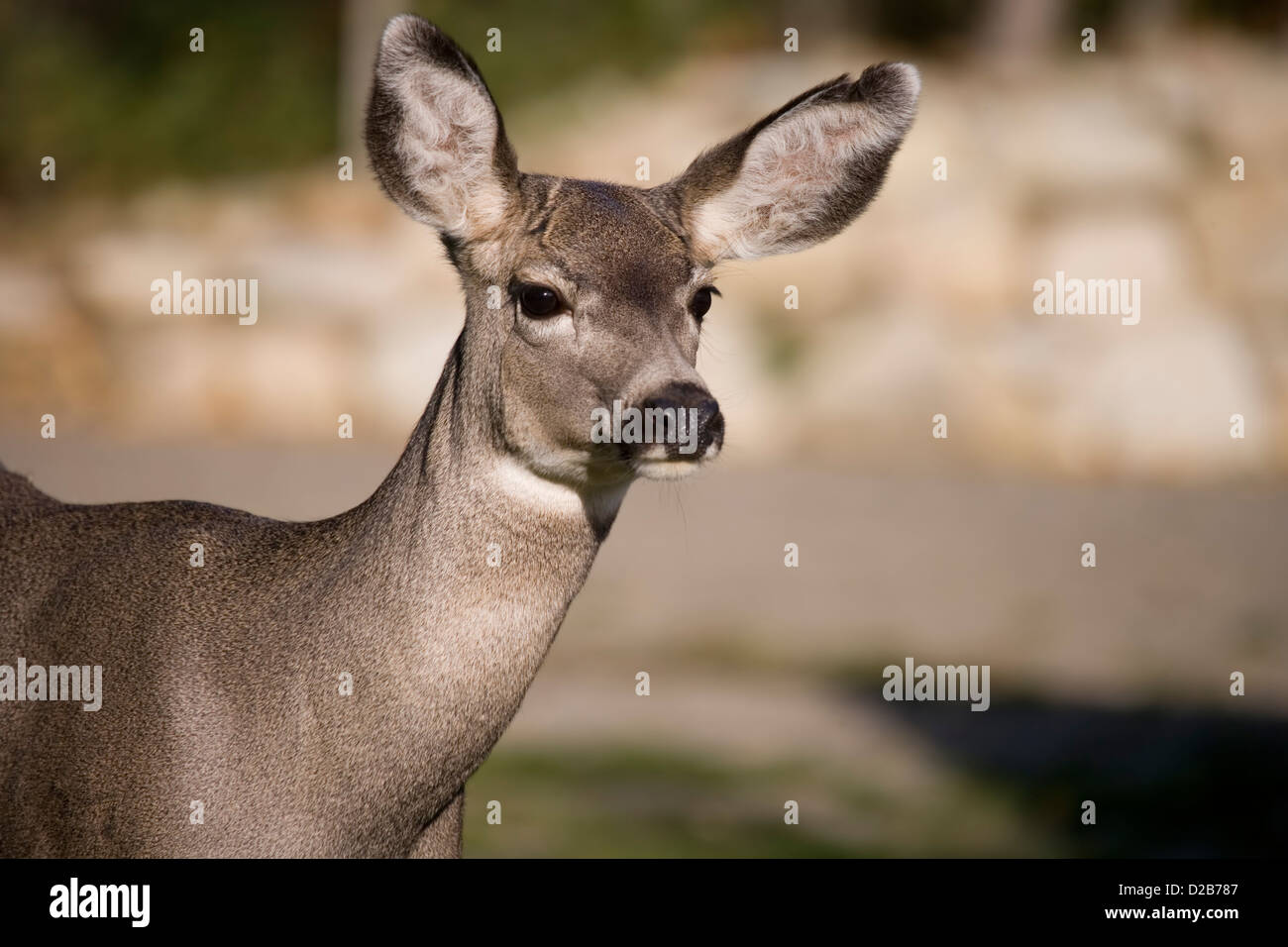 Mule deer close up Stock Photo - Alamy