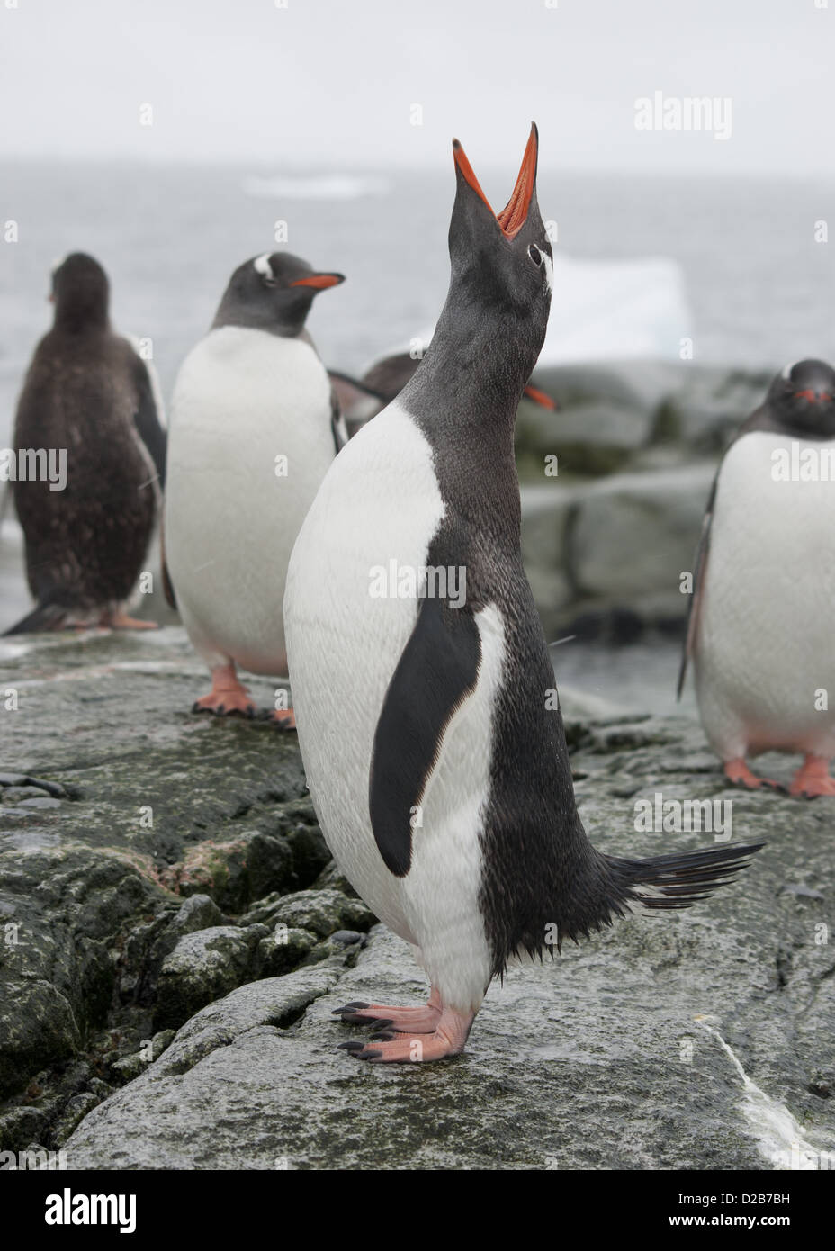 Screaming penguin hi-res stock photography and images - Alamy