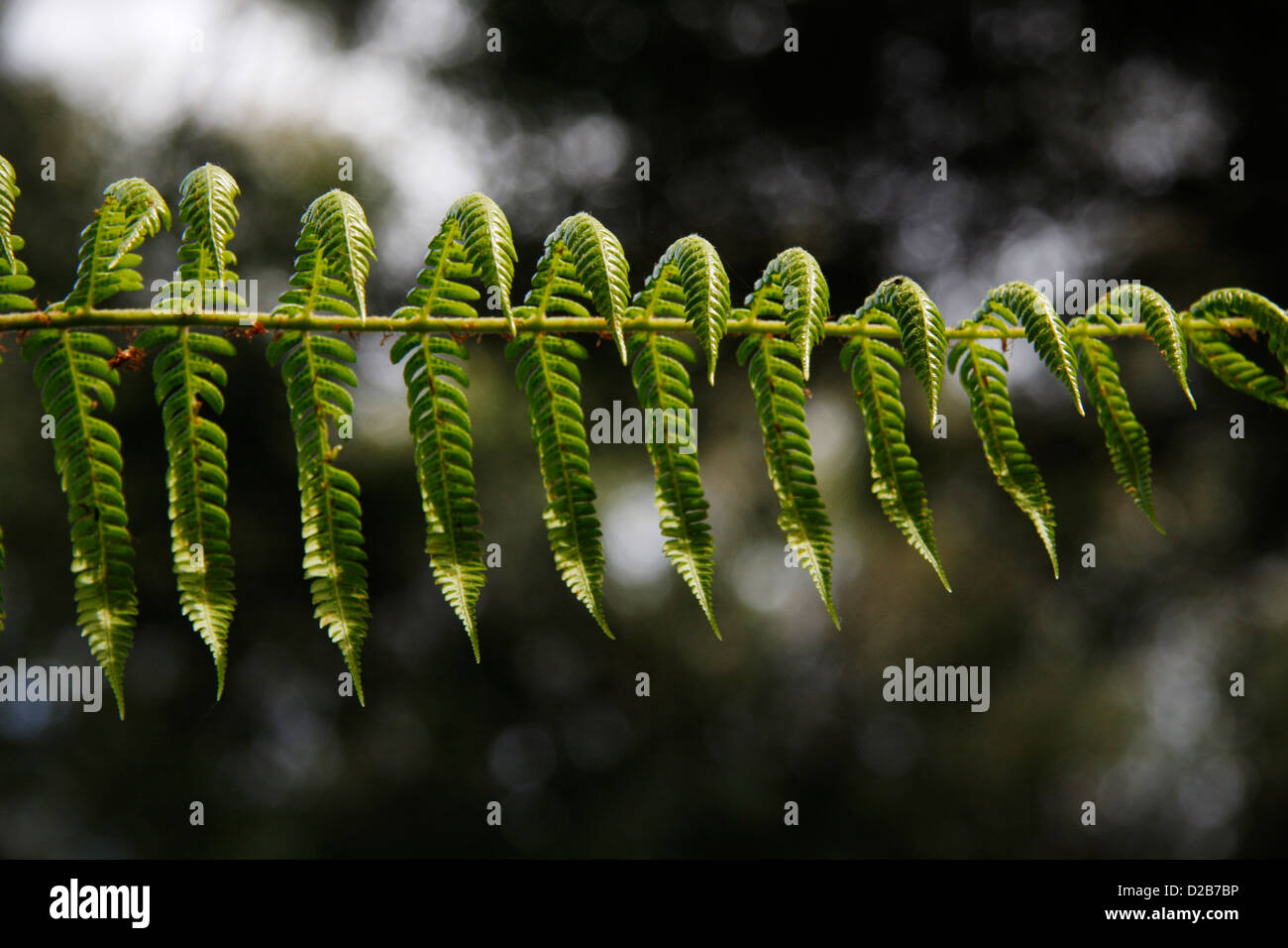 Close up of fern's frond in the Te Waikoropupu Springs Scenic Reserve ...
