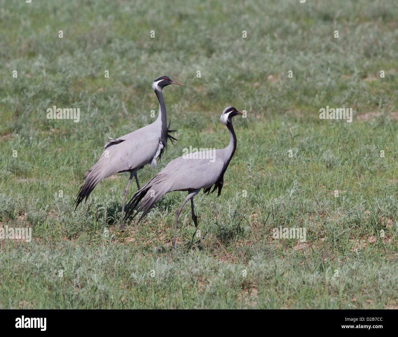 Steppe crane hi-res stock photography and images - Alamy