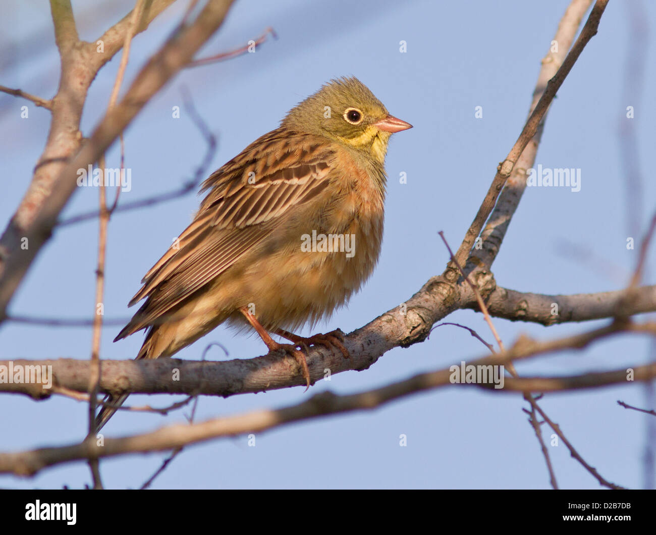 Ortolan Bunting male sitting on a branch in the morning rays of the sun ...