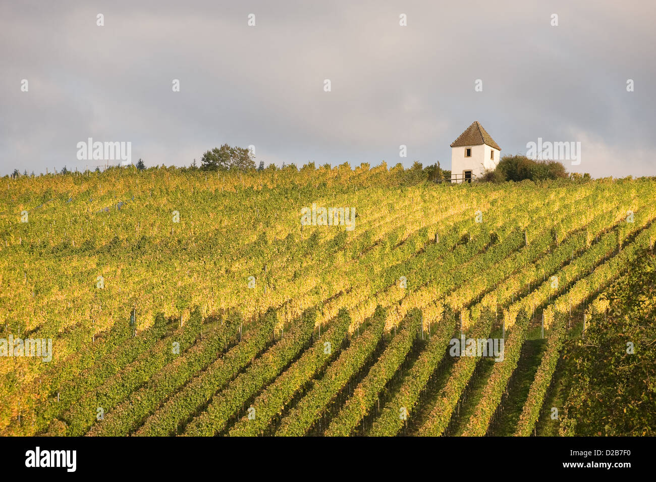 Buggingen, Germany, a vineyard in Markgraeflerland Stock Photo - Alamy