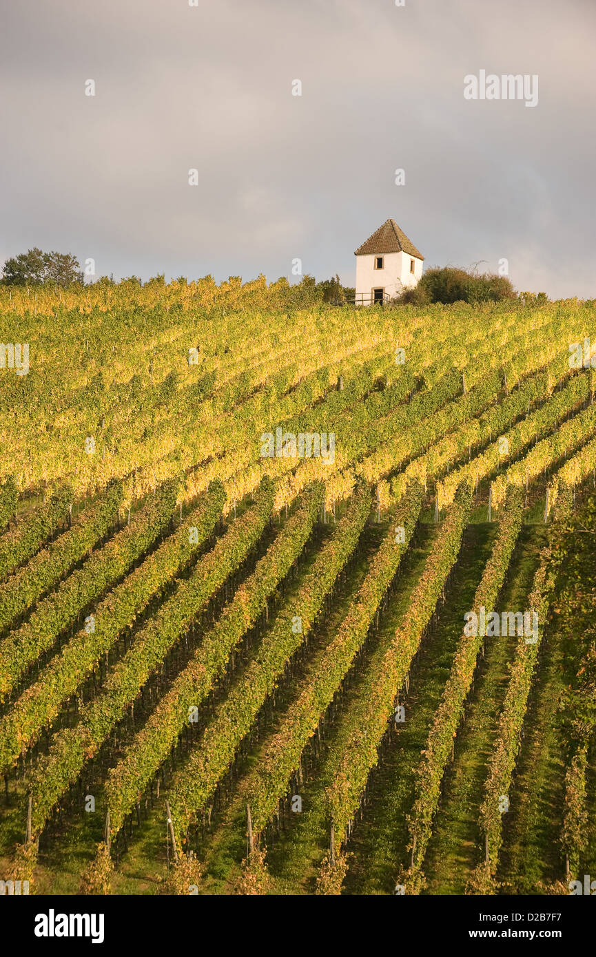Buggingen, Germany, a vineyard in Markgraeflerland Stock Photo - Alamy