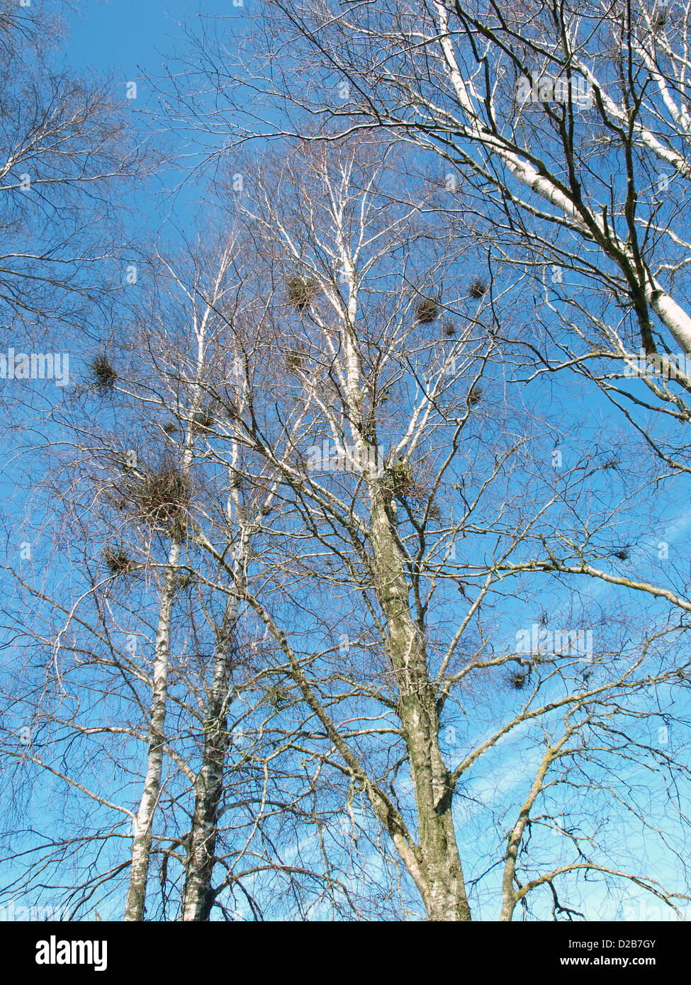 Strange bunches of small branches on birch tree named wind broom Stock ...