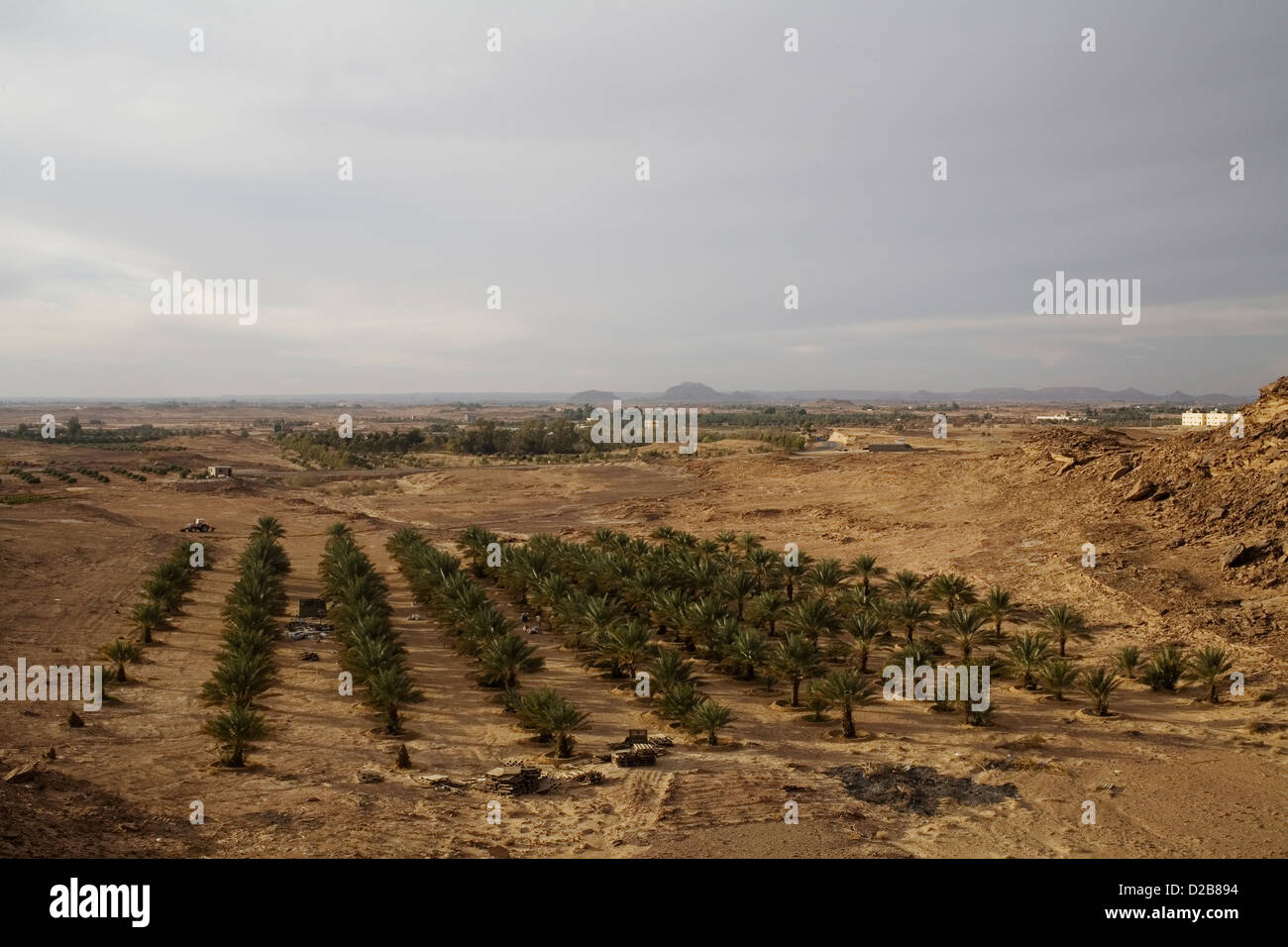 A date orchard close to Sakaka in northern Saudi Arabia Stock Photo - Alamy