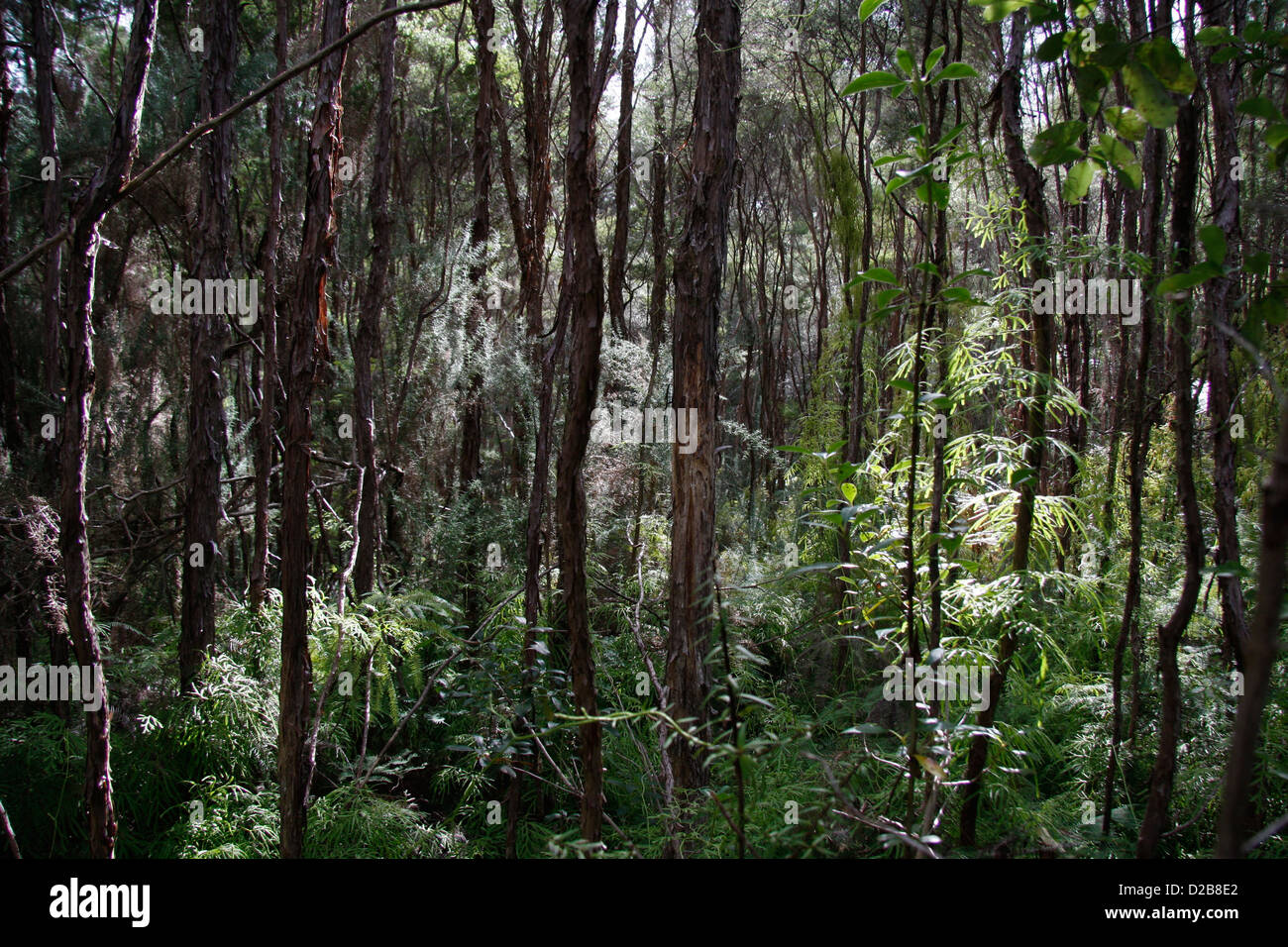 Regenerated forest in the Te Waikoropupu Springs Scenic Reserve, the ...