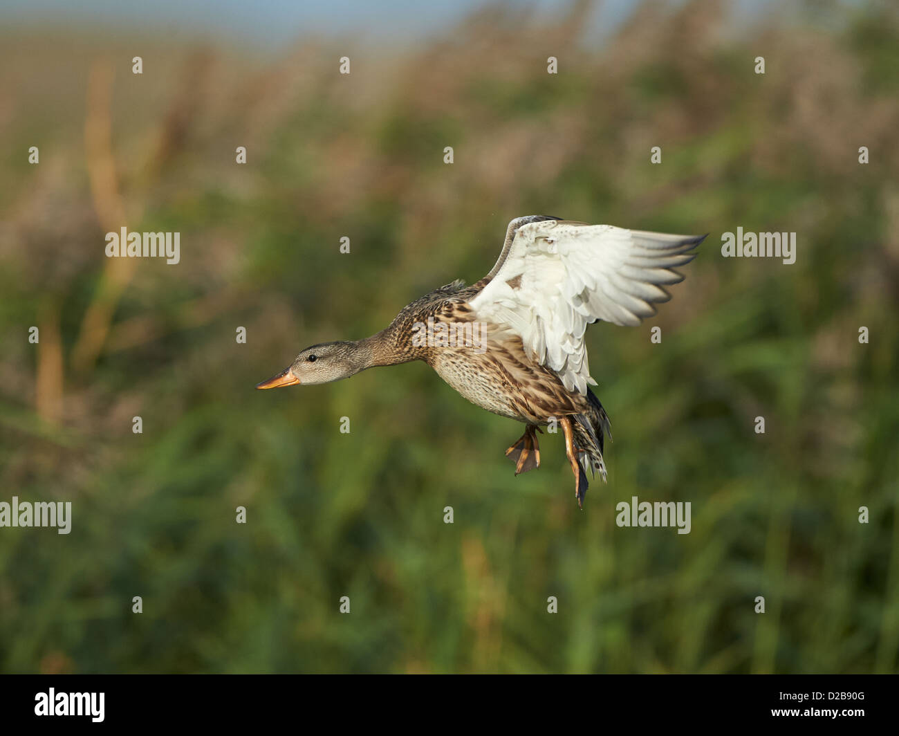 Gadwall in flight Stock Photo - Alamy