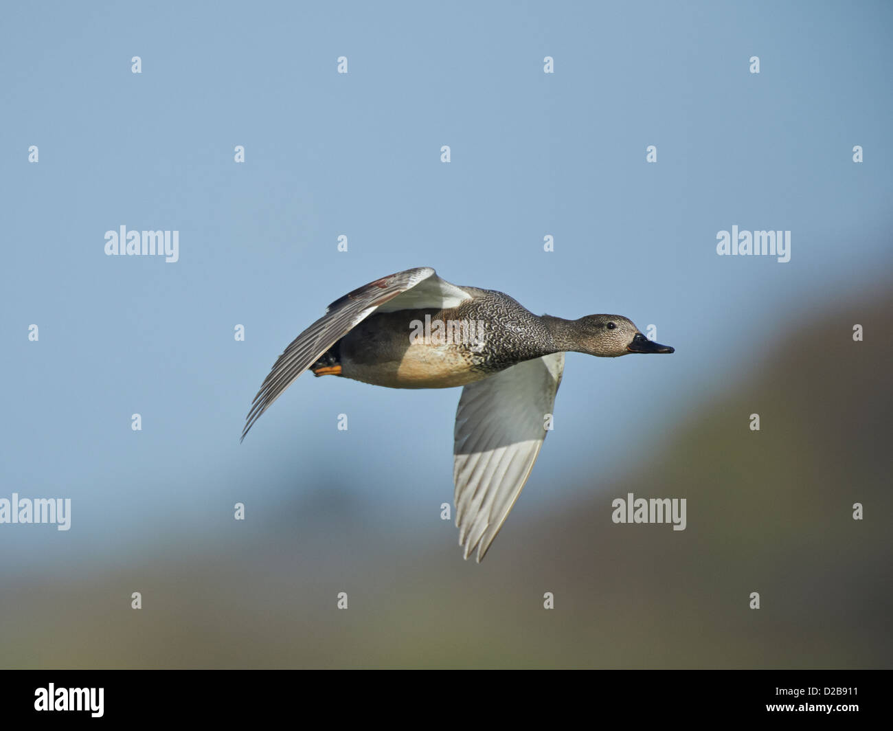 Gadwall in flight Stock Photo - Alamy