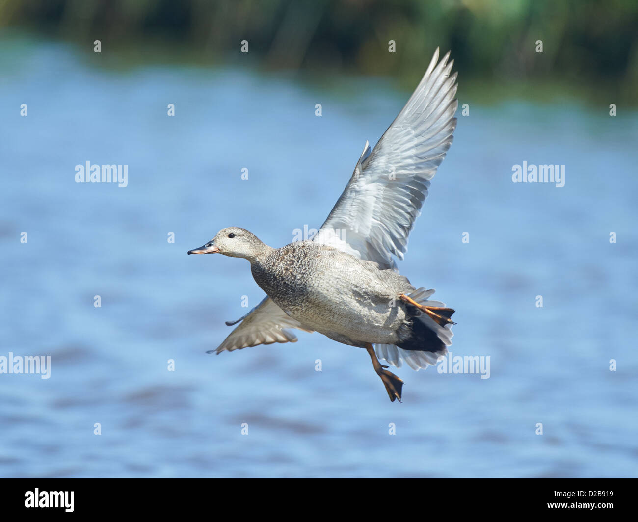 Gadwall in flight Stock Photo - Alamy