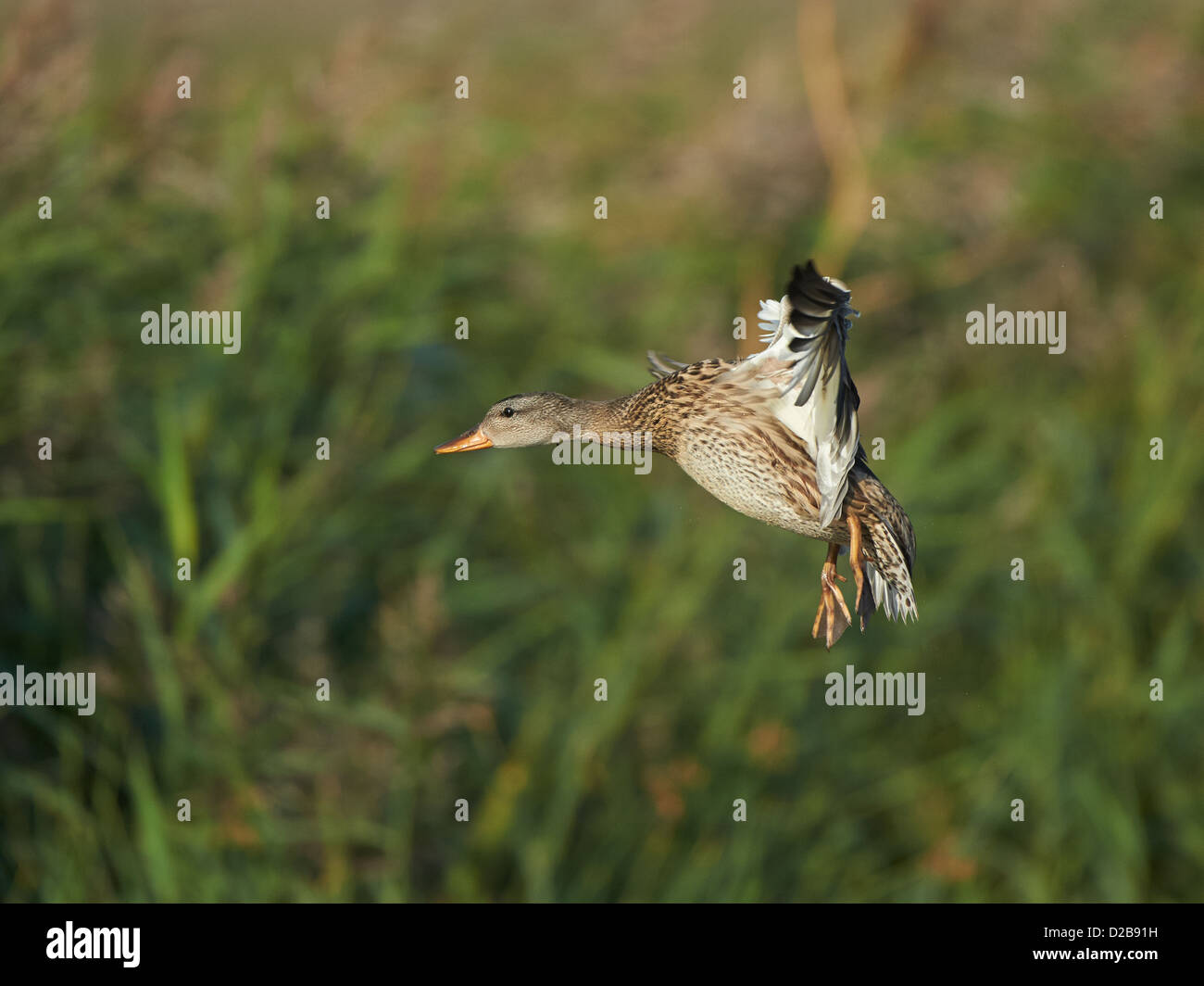 Gadwall in flight Stock Photo - Alamy