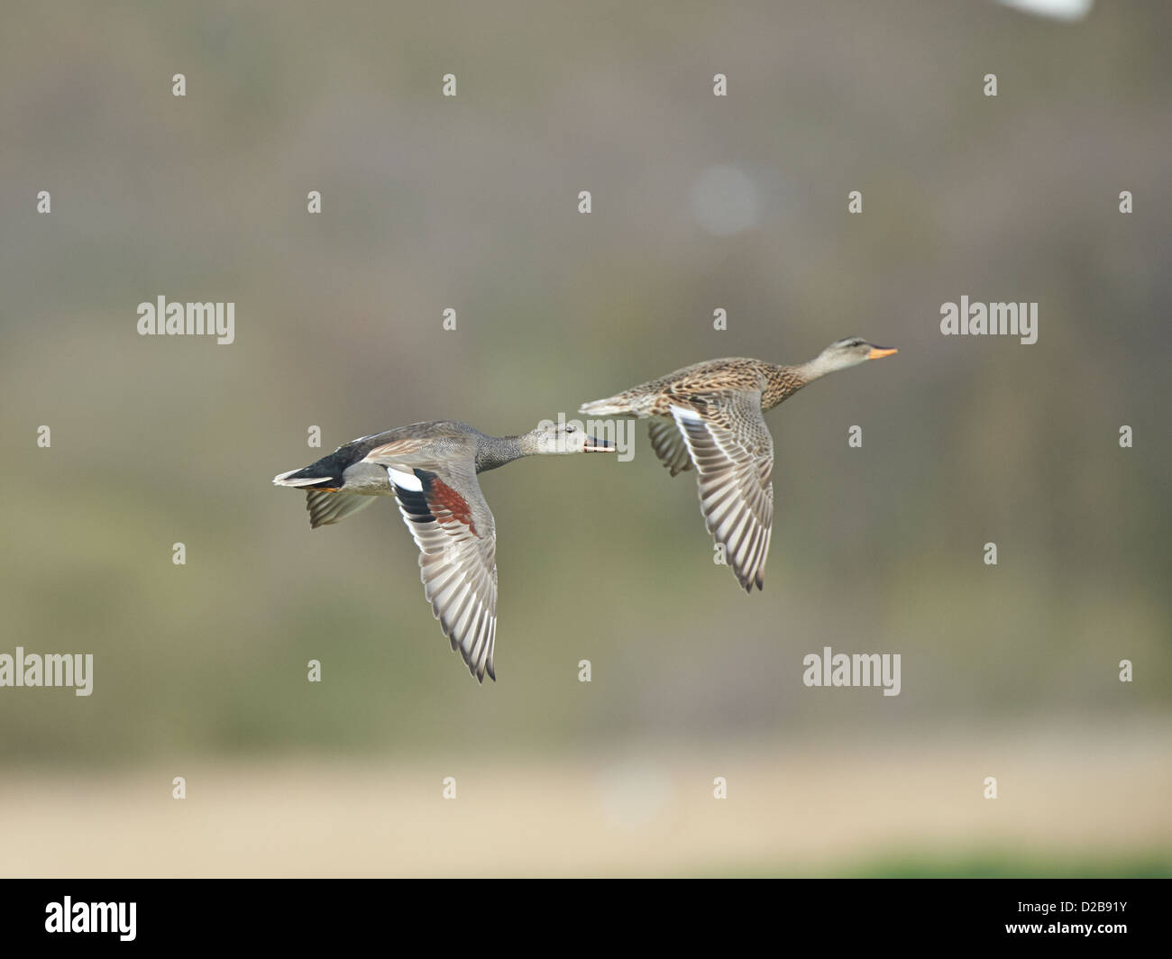 Gadwall in flight Stock Photo - Alamy