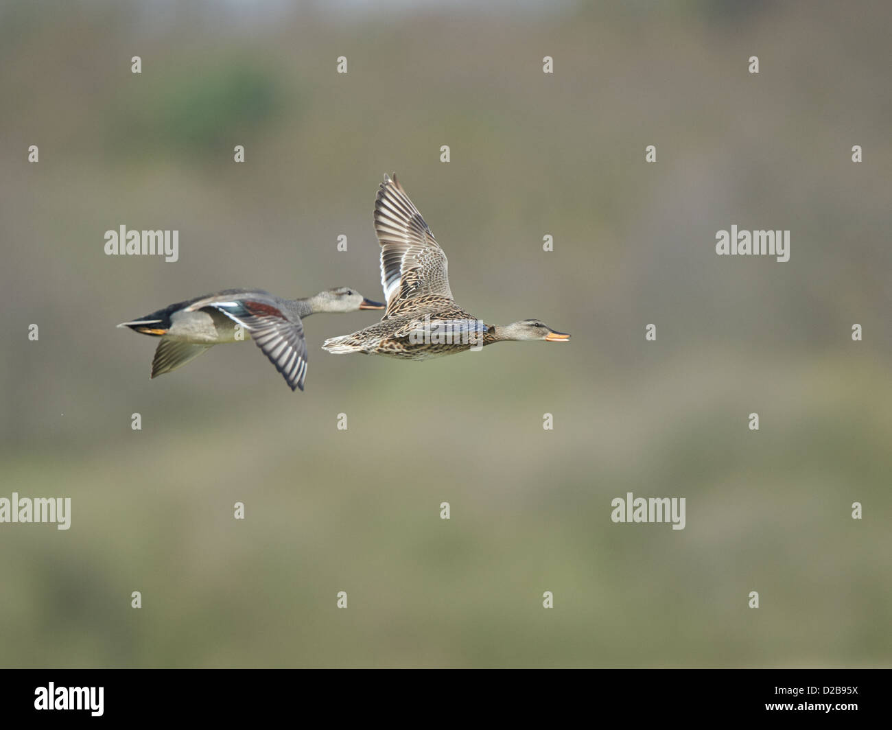 Gadwall in flight Stock Photo - Alamy