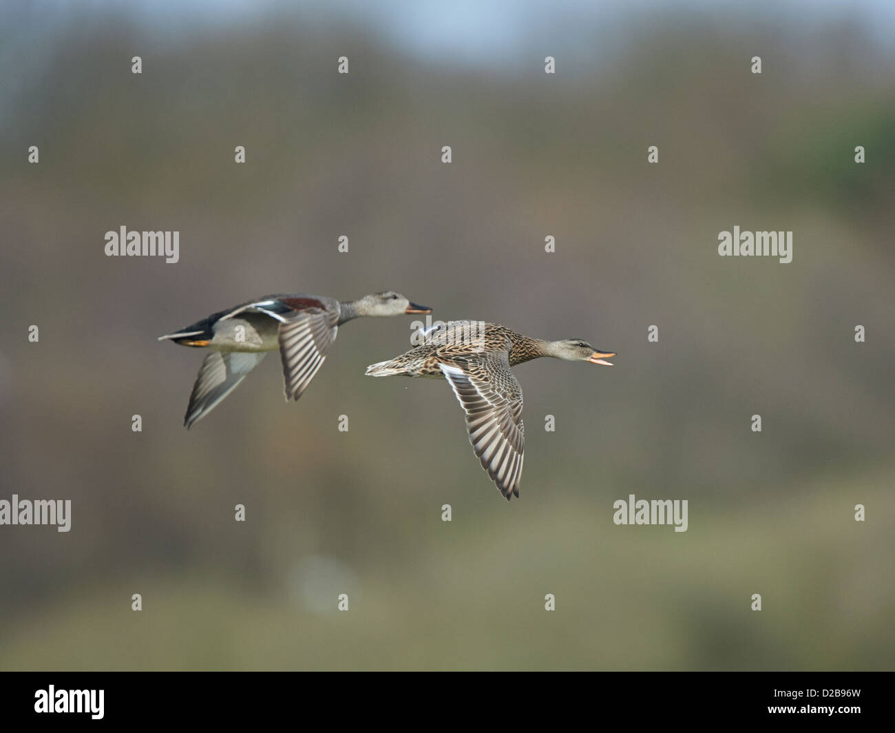 Gadwall in flight Stock Photo - Alamy