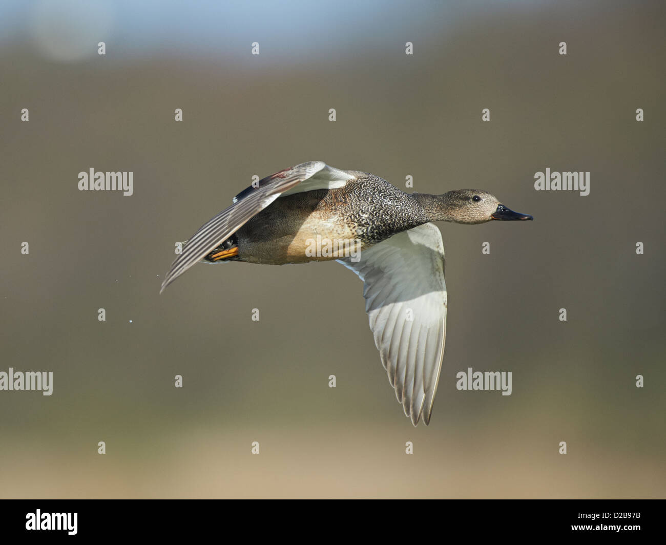 Gadwall in flight Stock Photo - Alamy