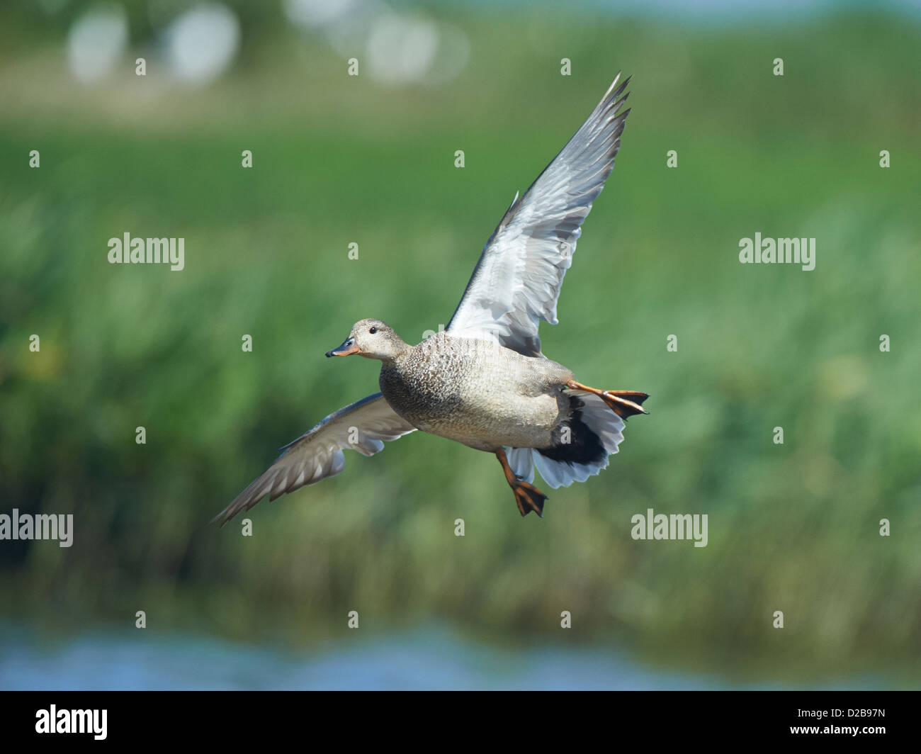 Gadwall in flight Stock Photo - Alamy