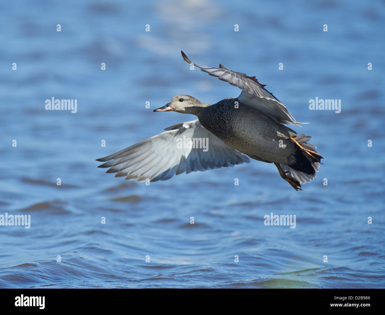 Gadwall in flight Stock Photo - Alamy