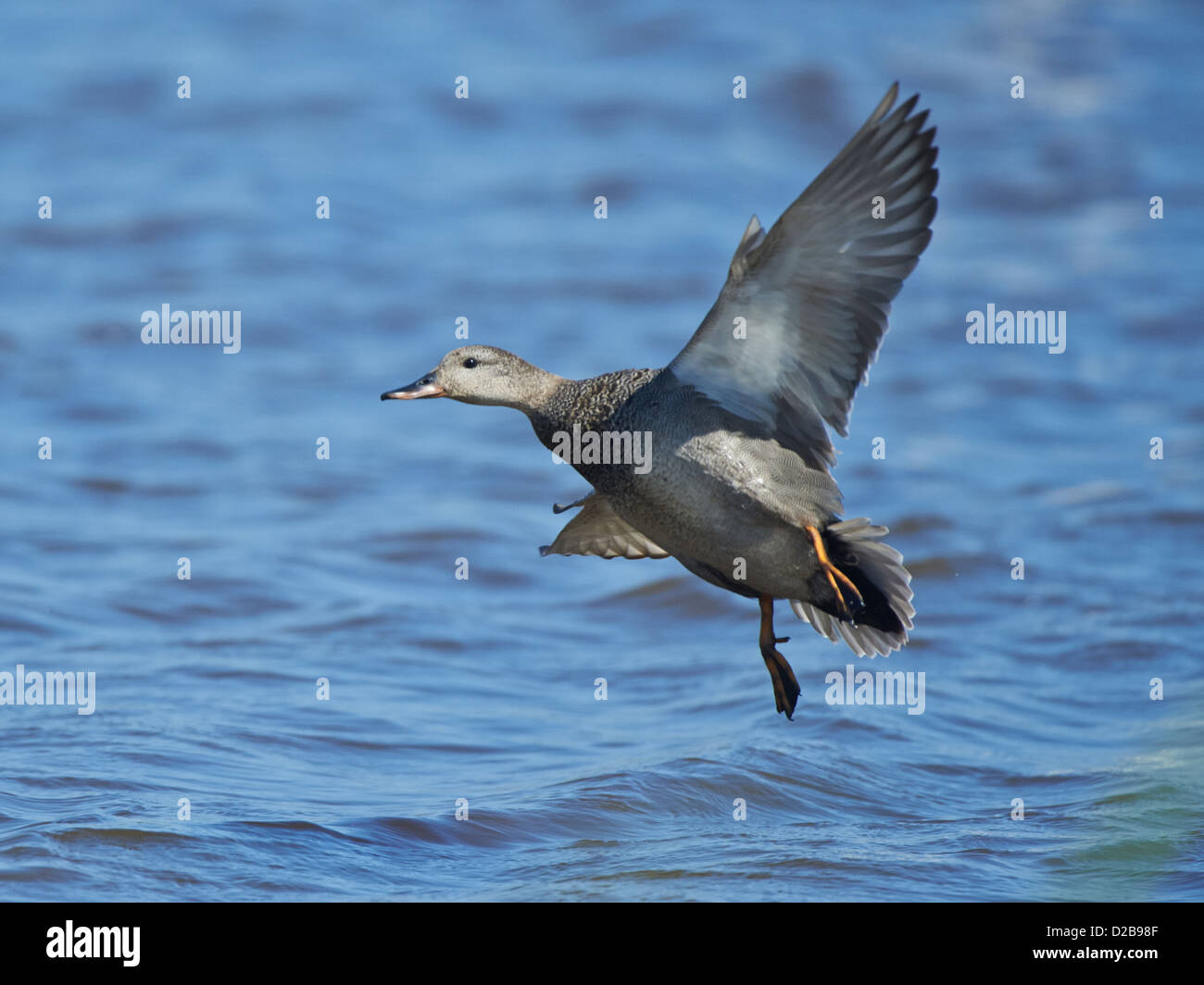 Gadwall in flight Stock Photo - Alamy