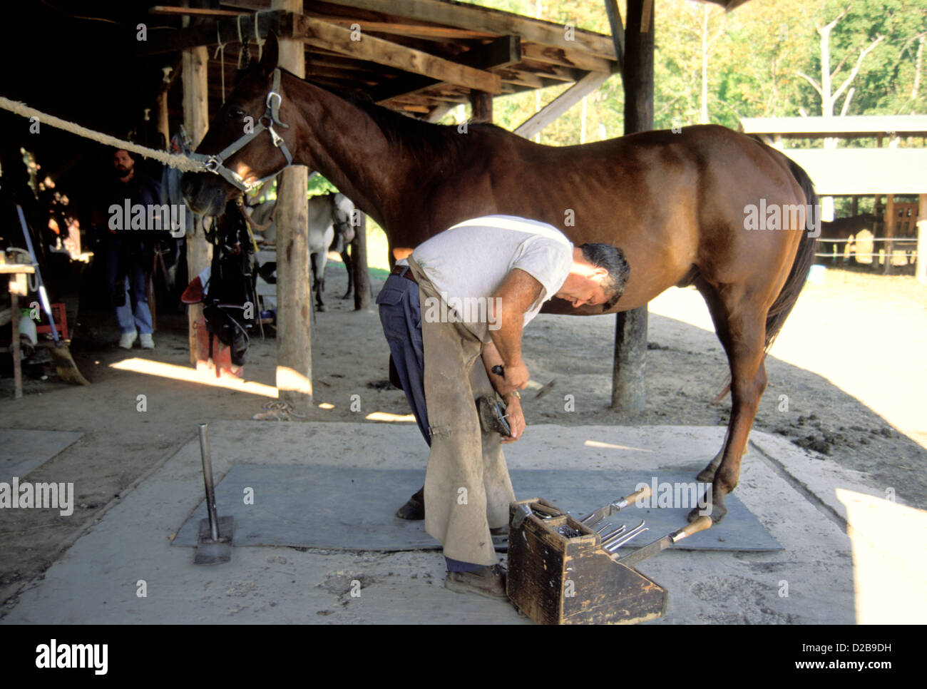 Man Shoeing Horse Stock Photo - Alamy