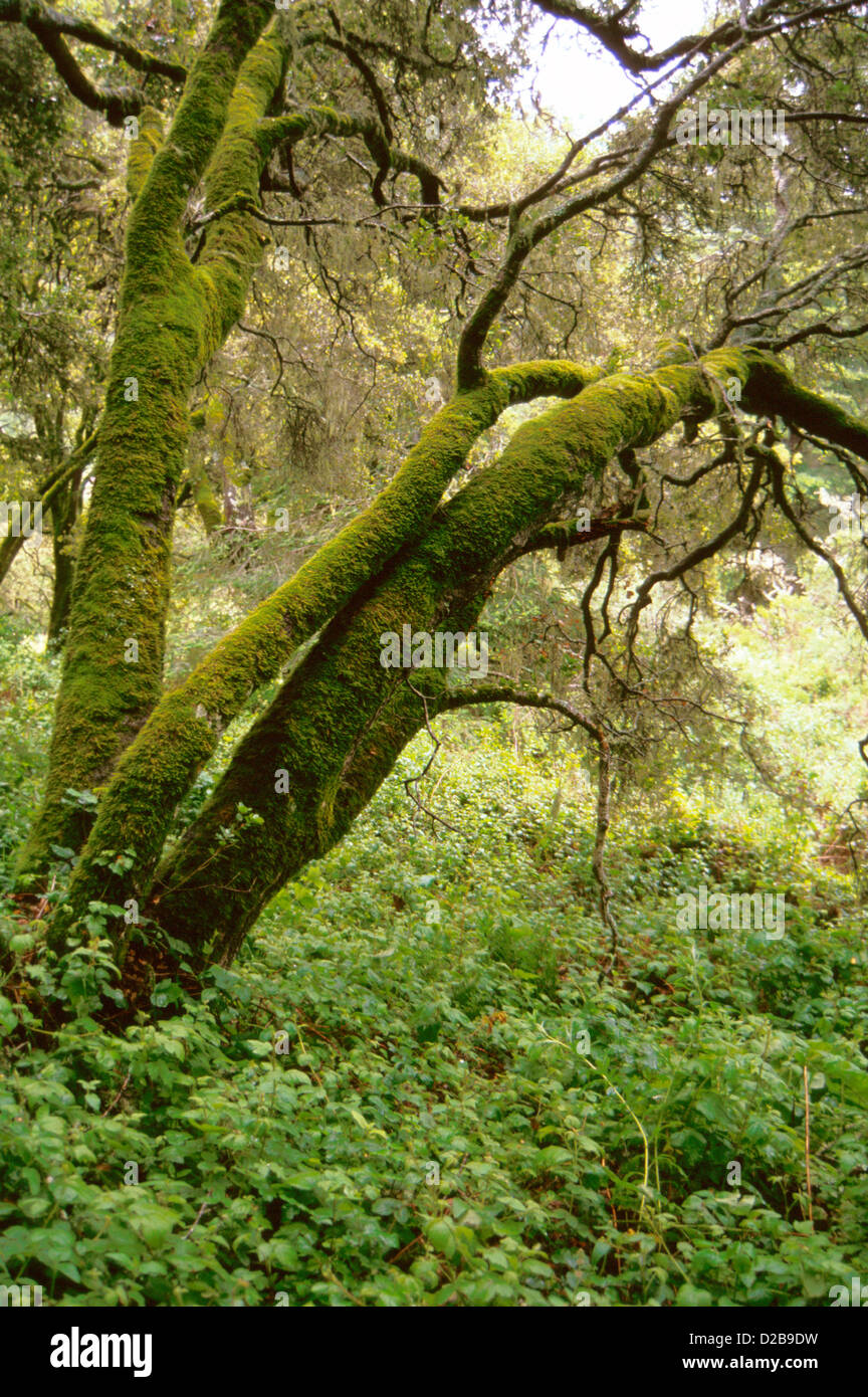 California, Woodside. Skylandia. Moss-Covered Tree Trunks Stock Photo ...