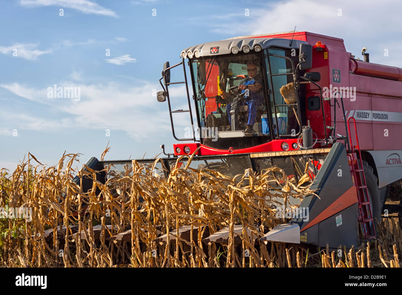 Combined harvester harvesting a crop of maize in a rural environment ...