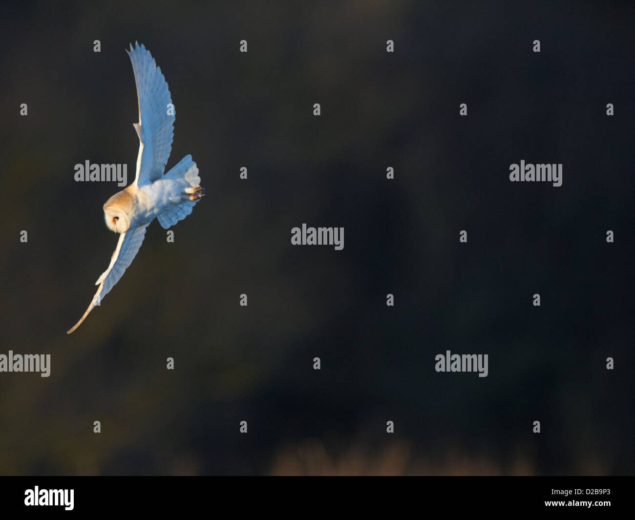 Barn Owl in flight Stock Photo - Alamy