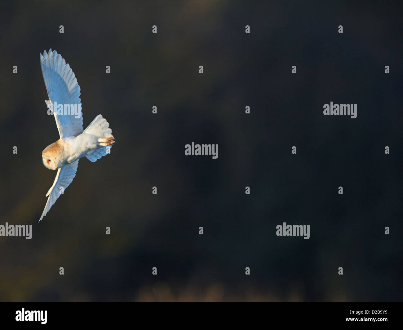 Barn Owl in flight Stock Photo - Alamy