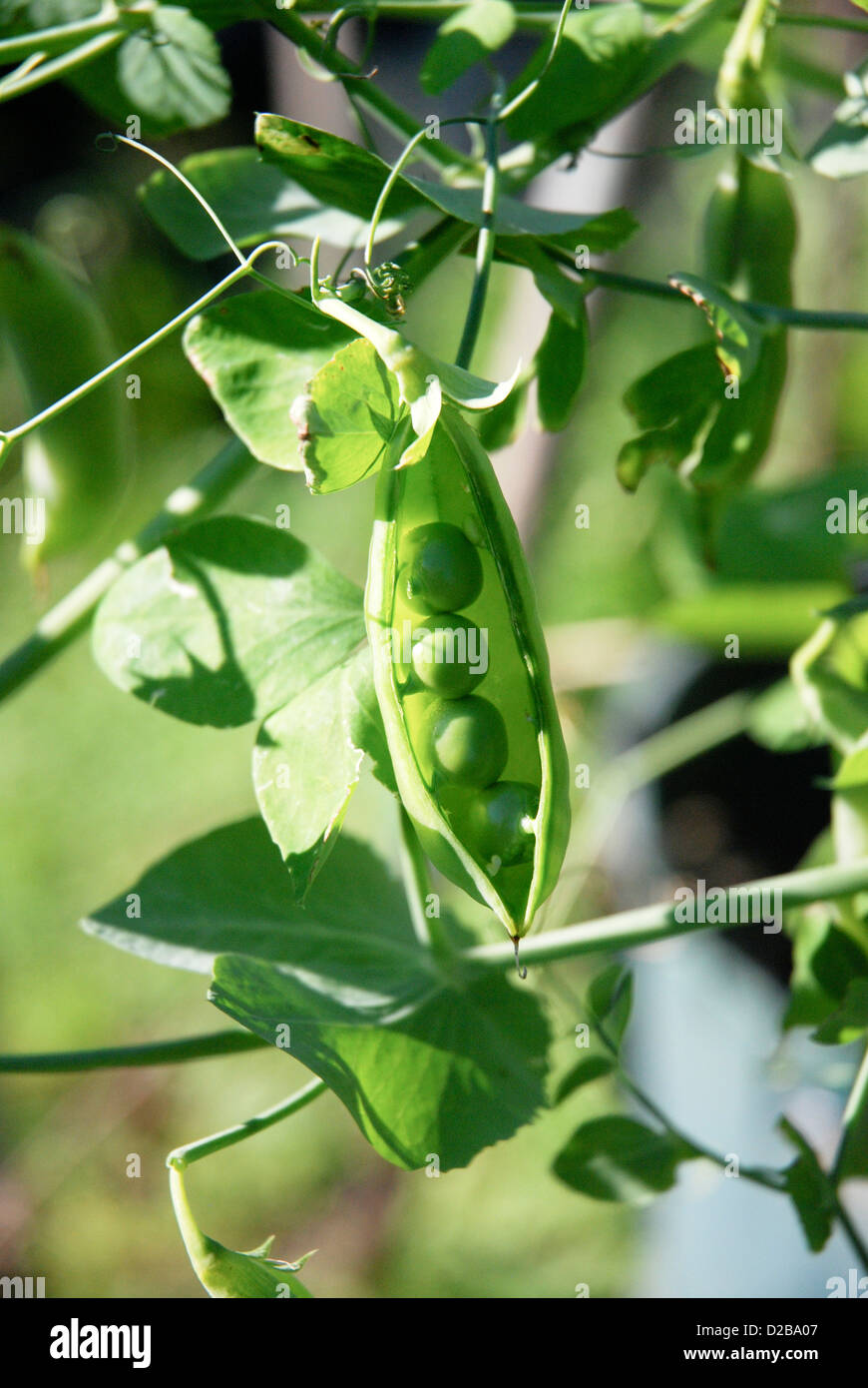 Peas In A Pod Stock Photo - Alamy