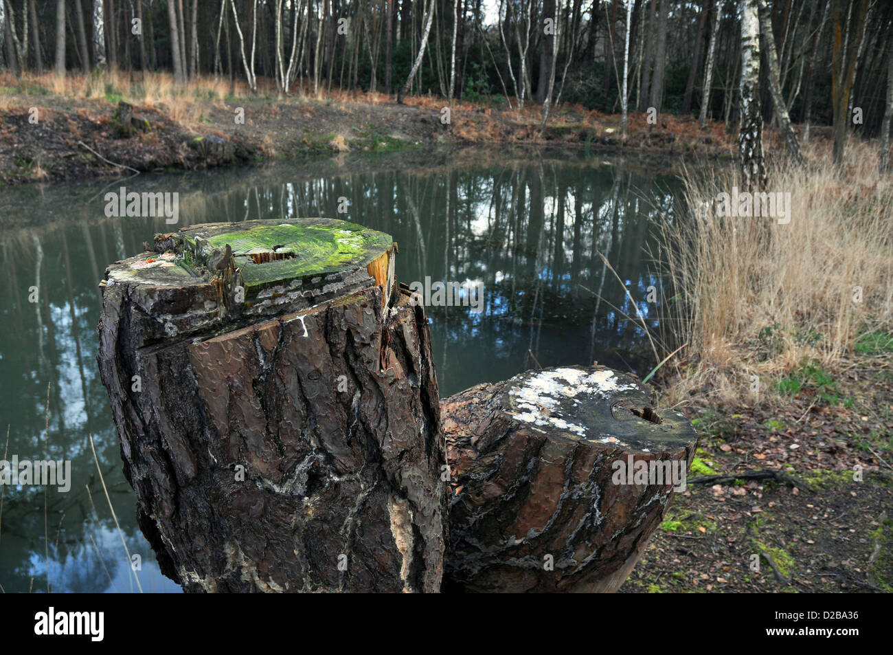 Chobham Common, UK: a tree stump near one of the pools on the common ...