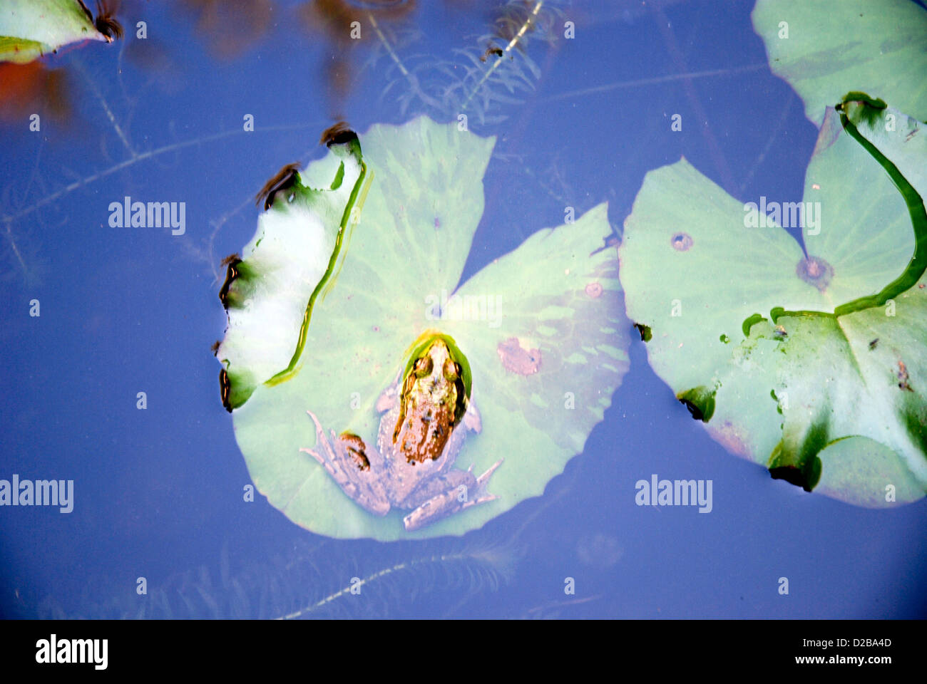 Frog on hi-res stock photography and images - Alamy