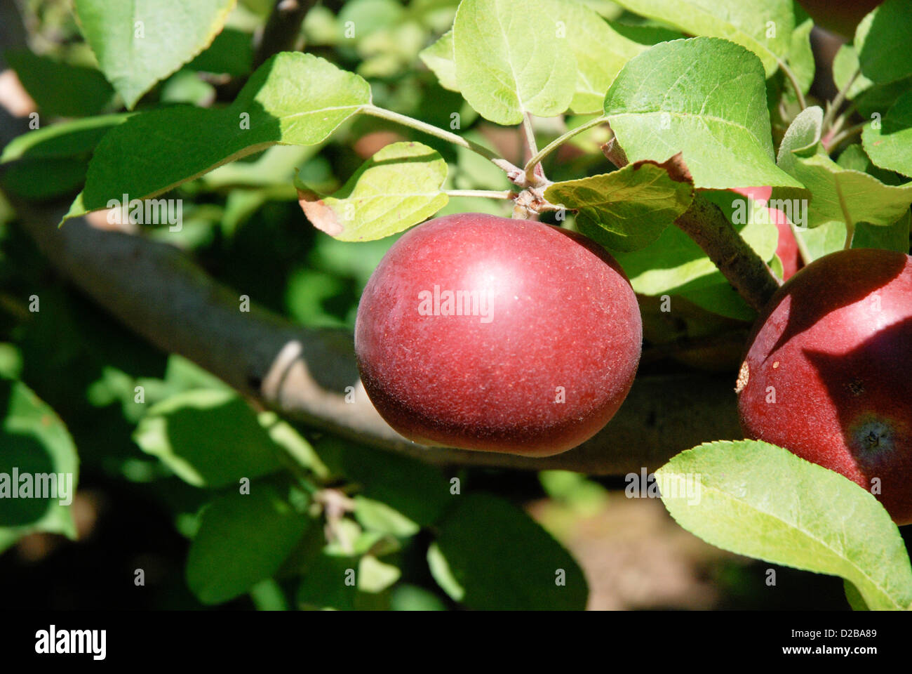 Color tree tree hi-res stock photography and images - Alamy
