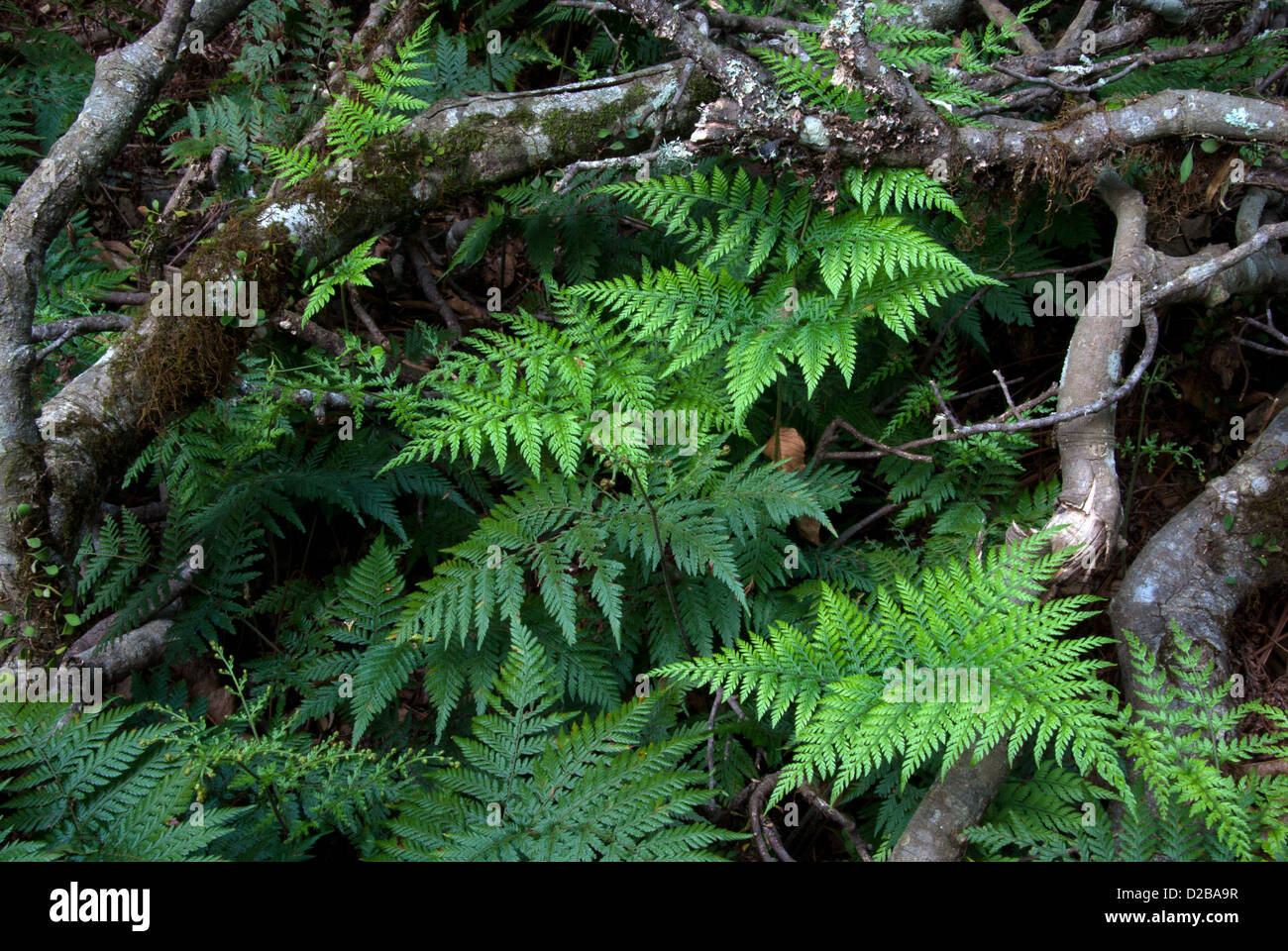 Backdrop of bright ferns hi-res stock photography and images - Alamy