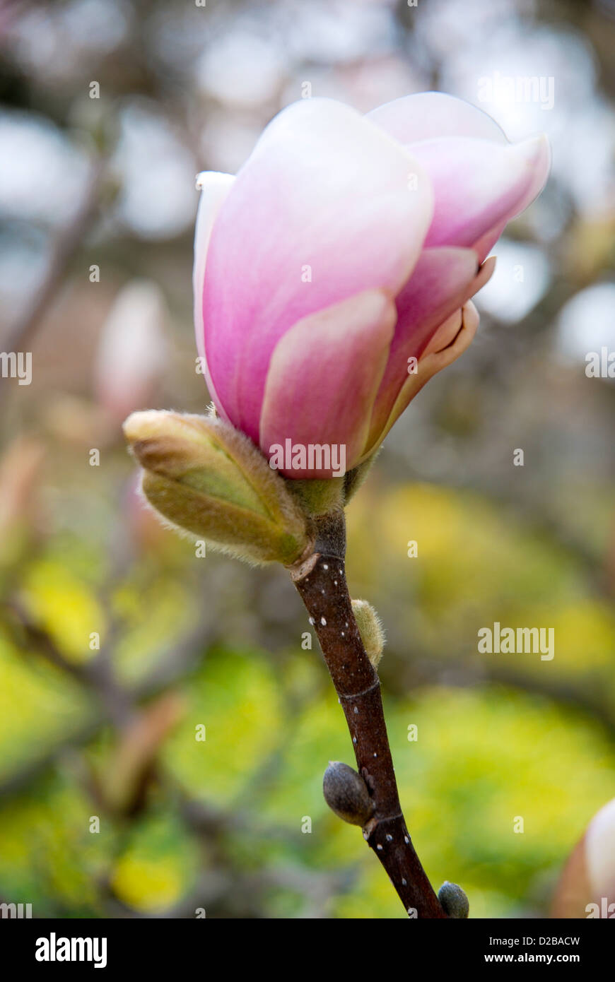 Magnolia Flower And Bud Stock Photo - Alamy