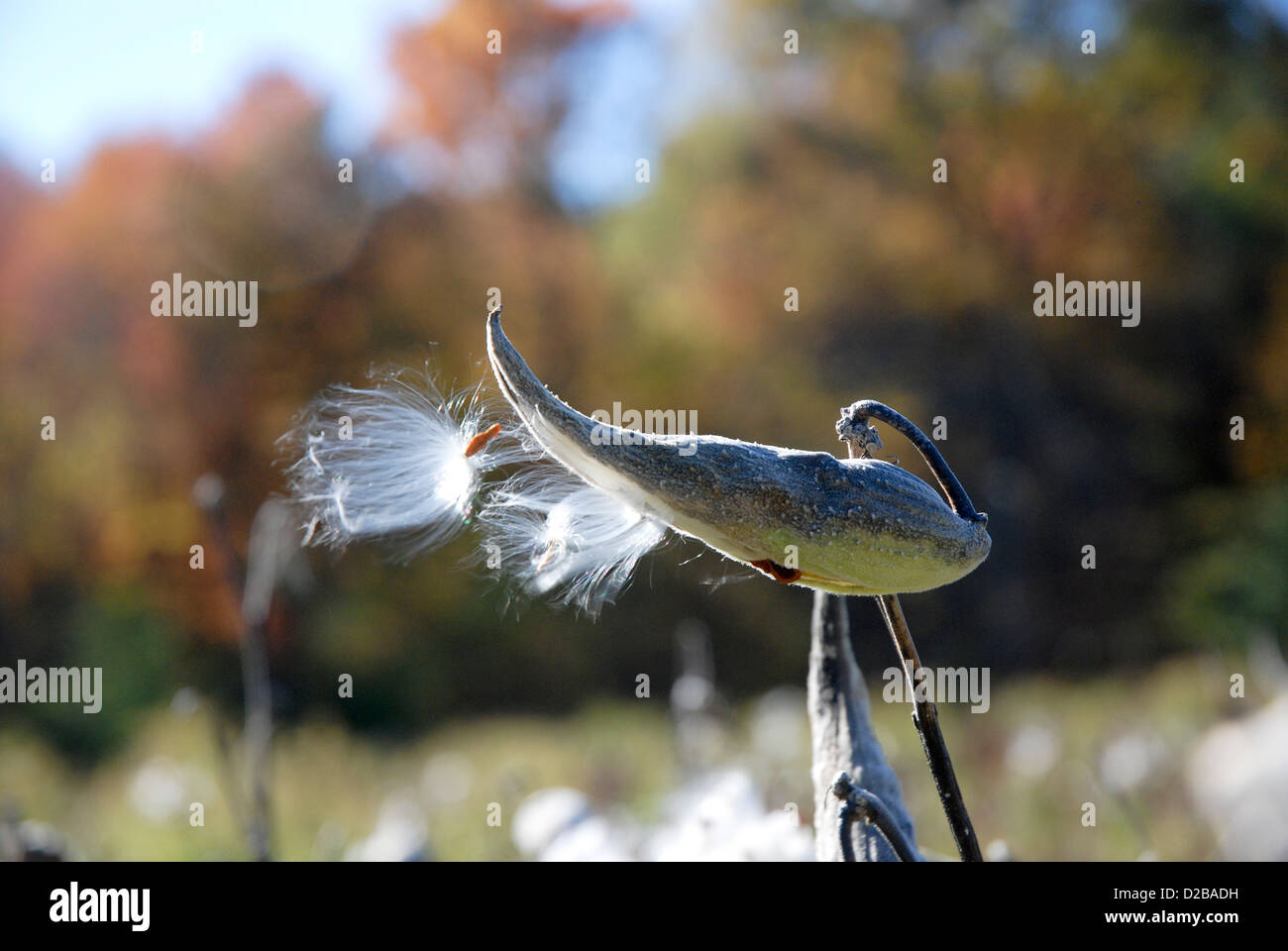 Pod with milkweed seeds hi-res stock photography and images - Alamy