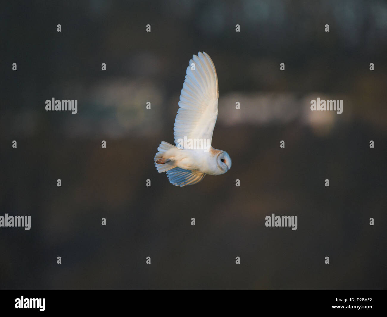 Barn Owl in flight Stock Photo - Alamy