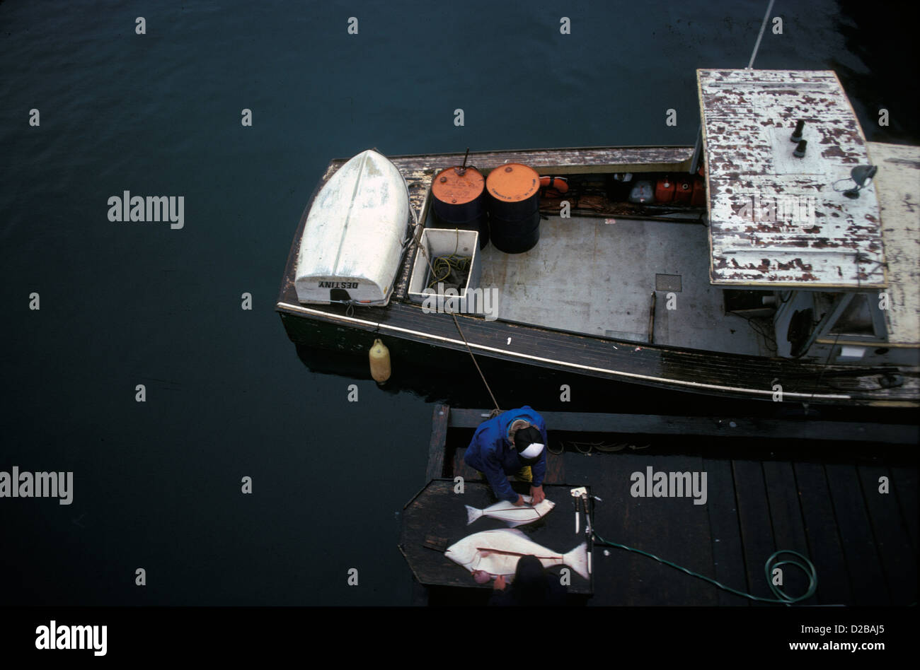 Skinning Fish Stock Photos & Skinning Fish Stock Images - Alamy