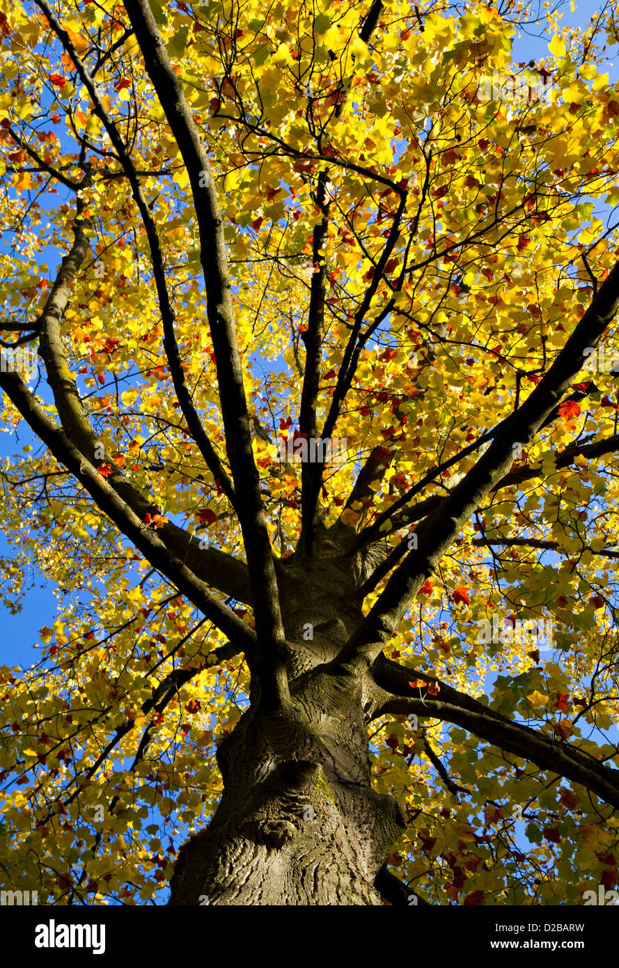 Indian Maple High Resolution Stock Photography and Images - Alamy