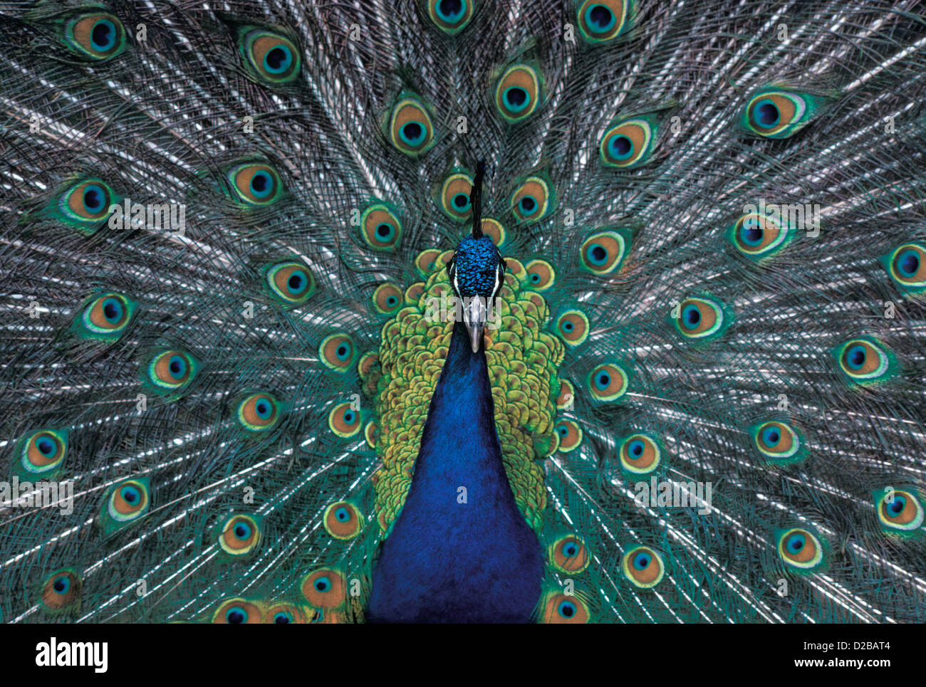 Peacock color hi-res stock photography and images - Alamy