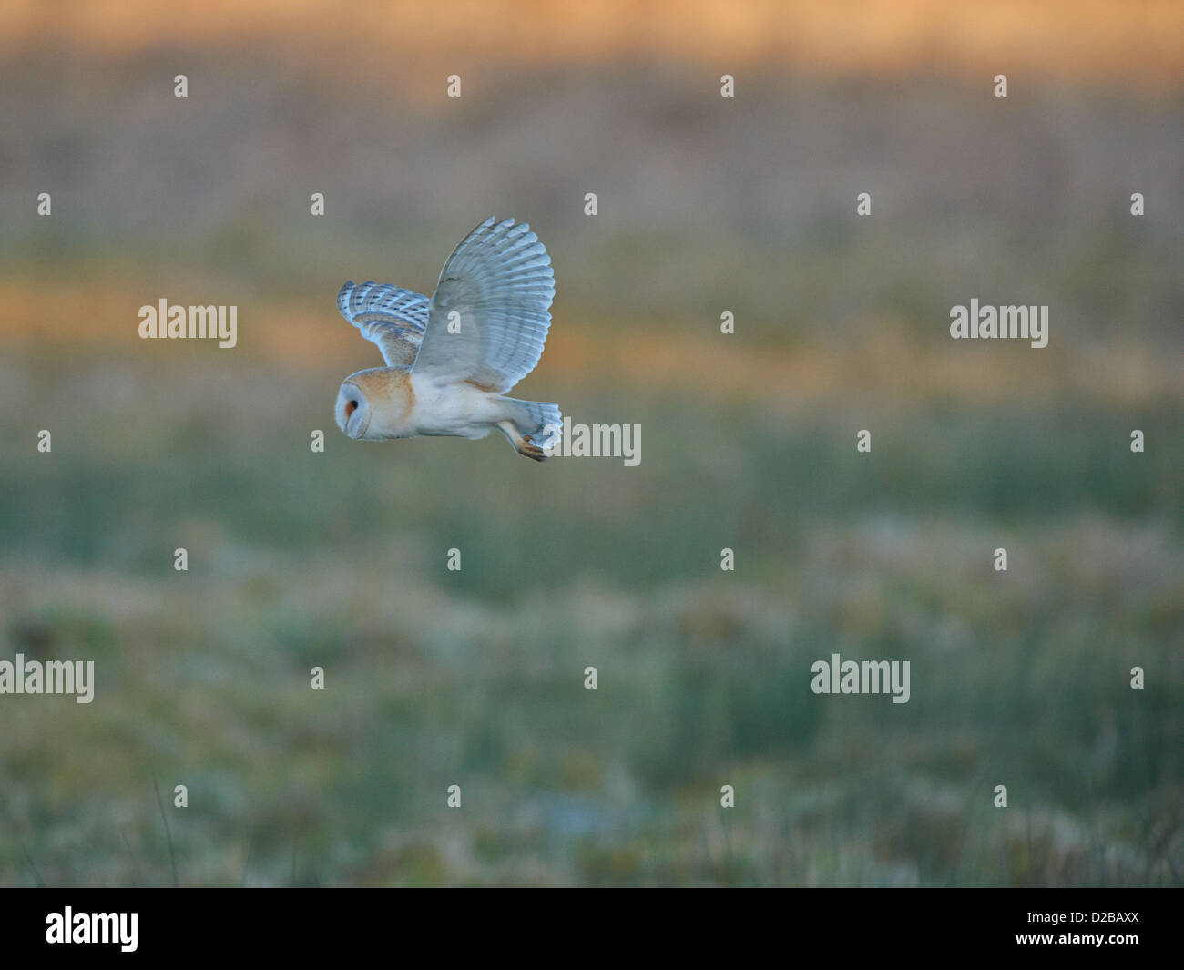 Barn Owl in flight Stock Photo - Alamy