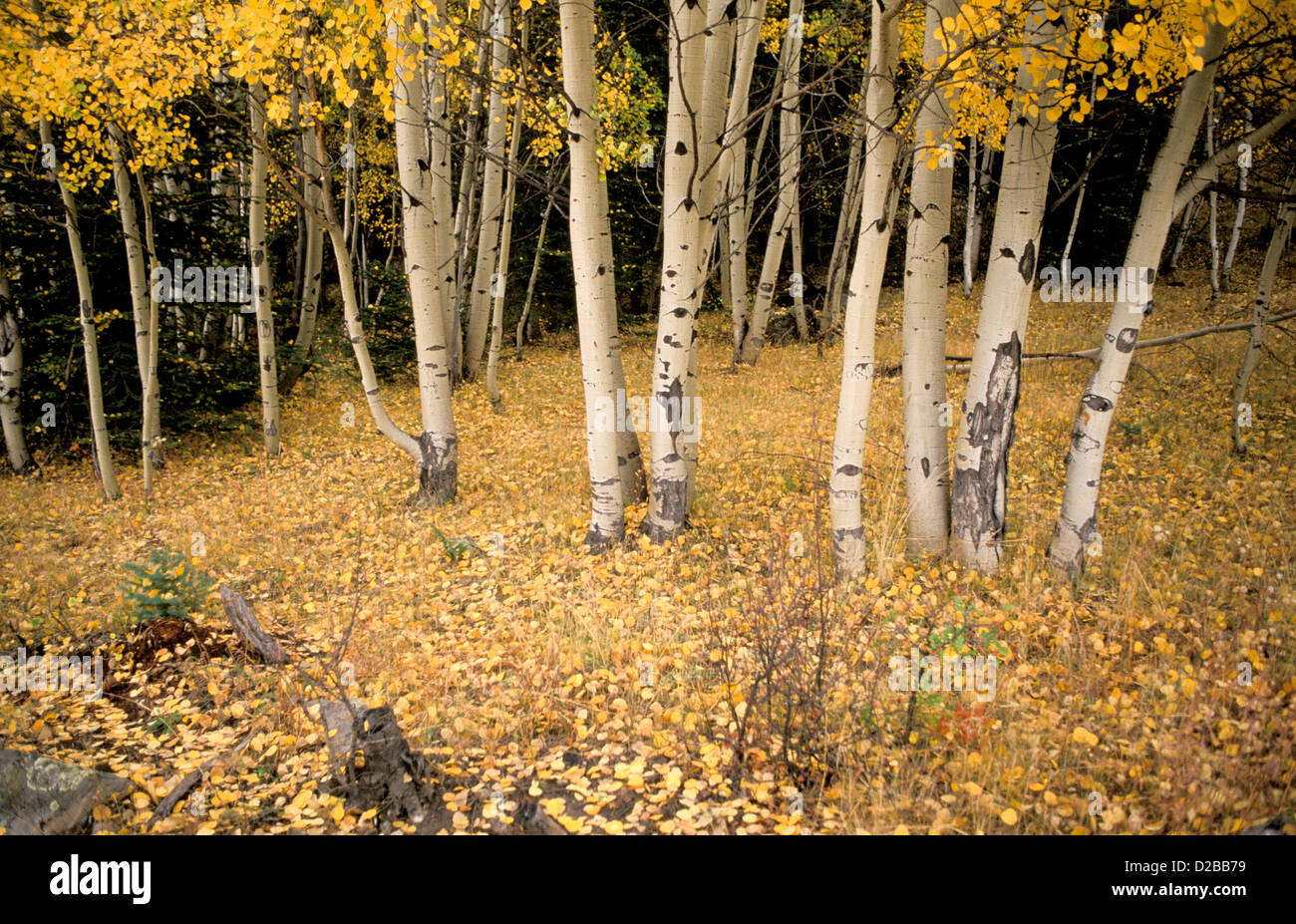 New Mexico. Chama. Fall Aspens Stock Photo - Alamy