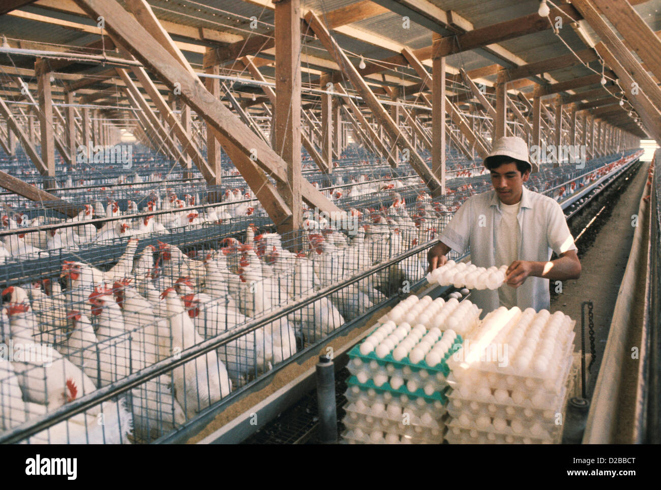 California egg ranch hi-res stock photography and images - Alamy