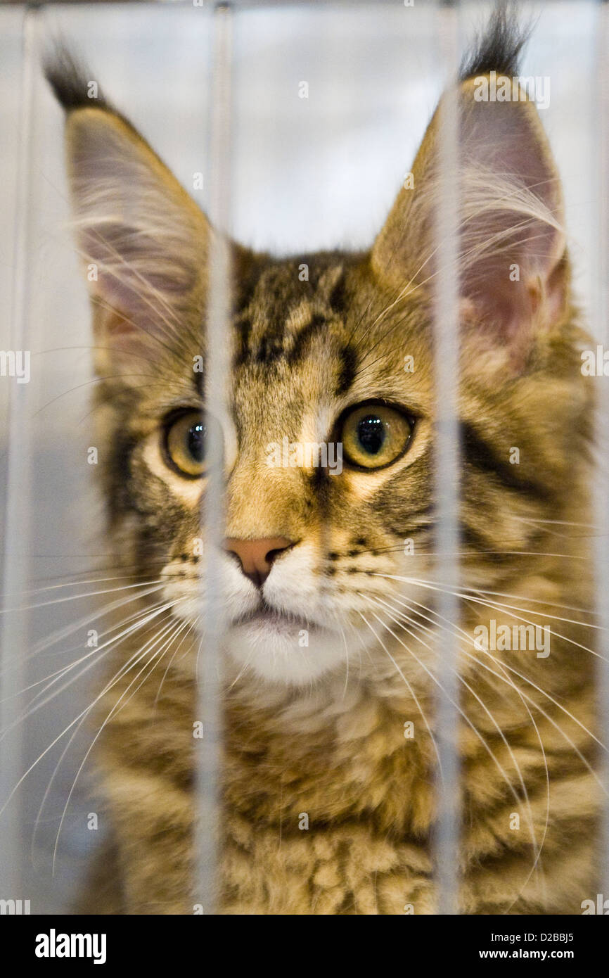Prisoner cat hi-res stock photography and images - Alamy