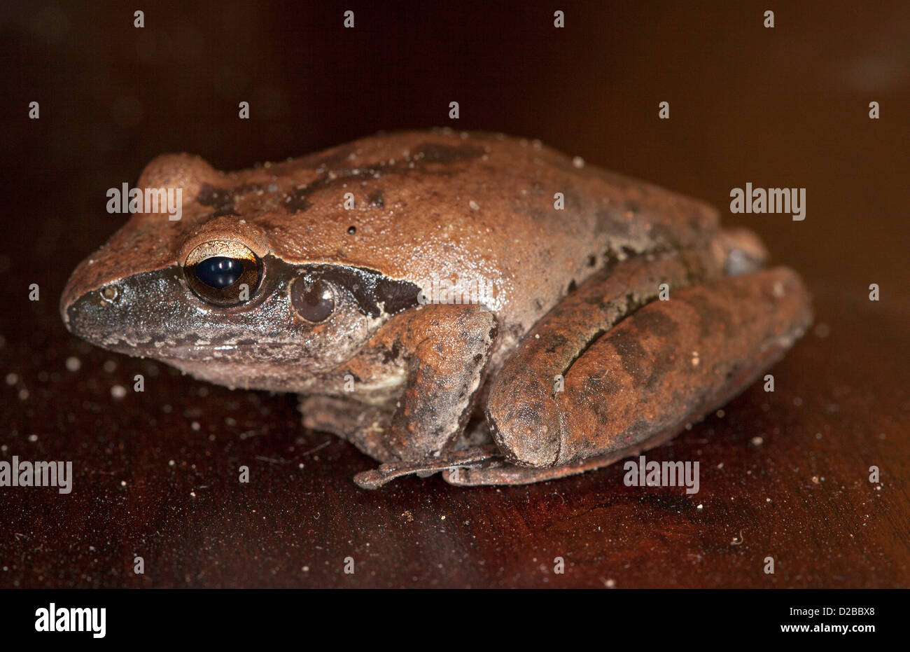 Brown Australian frog - Litoria latopalmata - broad palmed frog - also ...